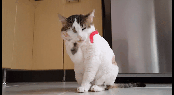 How to Use GIFs for Marketing Efforts » Casual Astronaut